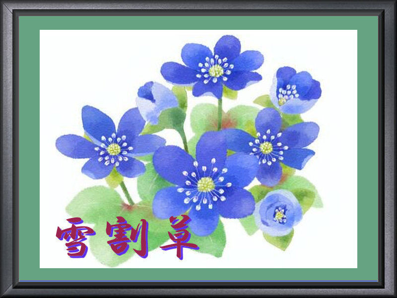 Z(099) 散歩の花(目録): maechan2