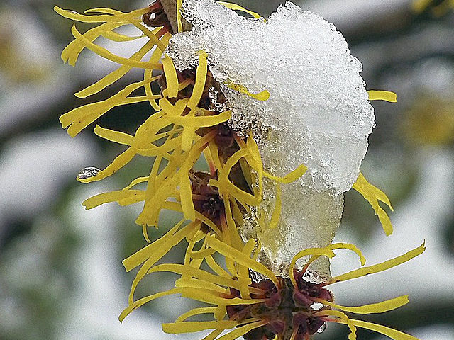 Z(098) 散歩の花(目録): maechan2