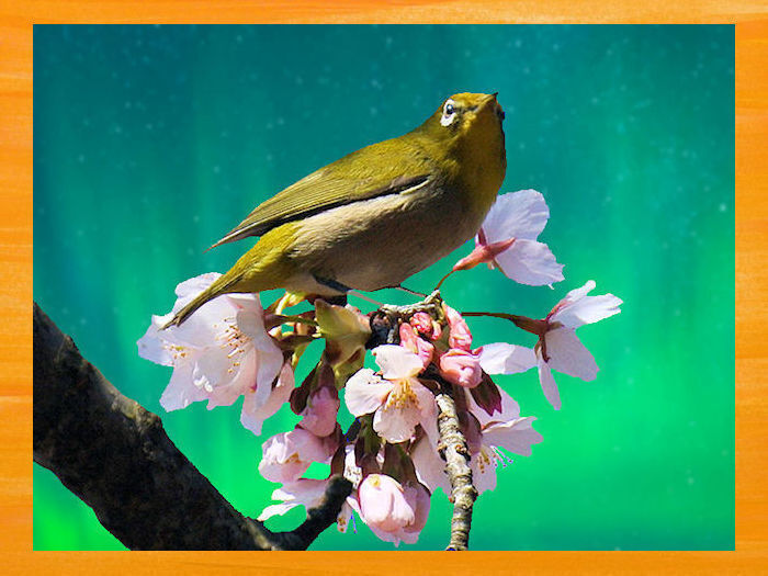 Z(116) さくら: maechan2