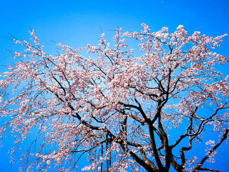 Z(118) さくら: maechan2