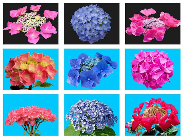 Z(007) 画像倉庫: maechan2