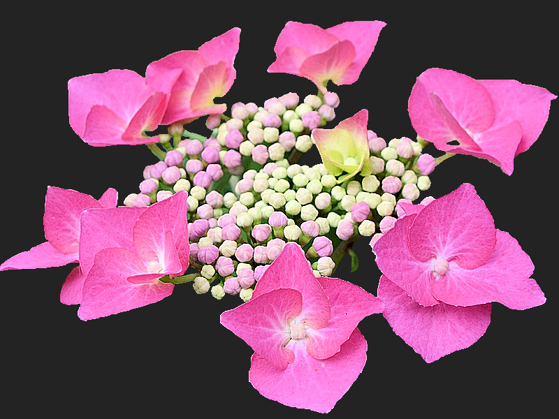 Z(007) 画像倉庫: maechan2