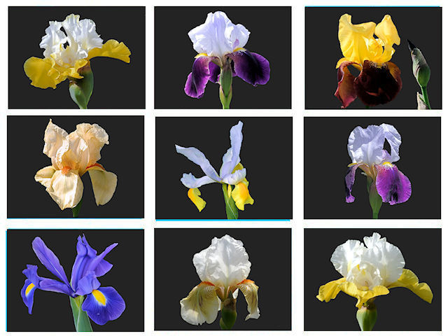 Z(009) 画像倉庫: maechan2