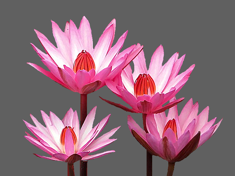 Z(010) 画像倉庫: maechan2