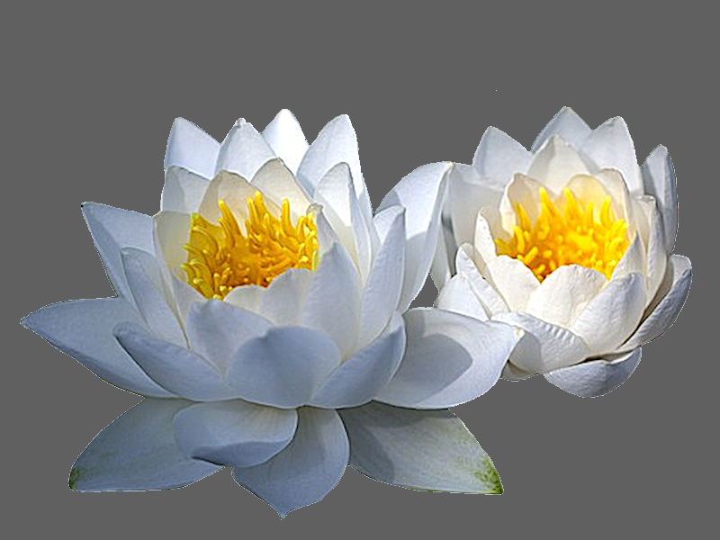 Z(010) 画像倉庫: maechan2