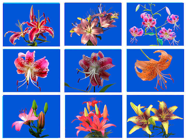 Z(011) 画像倉庫: maechan2