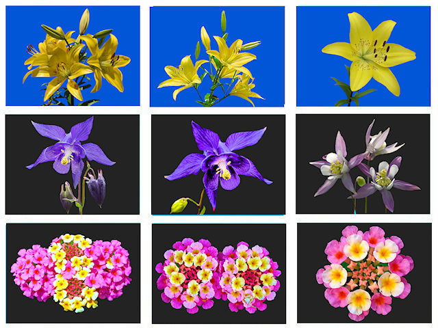 Z(012) 画像倉庫: maechan2