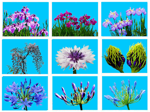 Z(013) 画像倉庫: maechan2