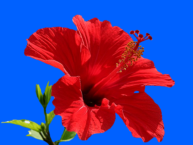 Z(014) 画像倉庫: maechan2