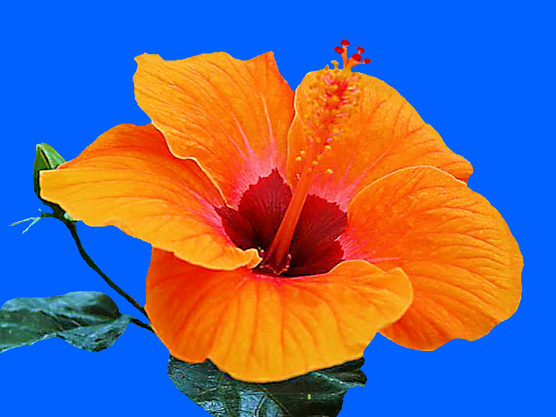 Z(014) 画像倉庫: maechan2