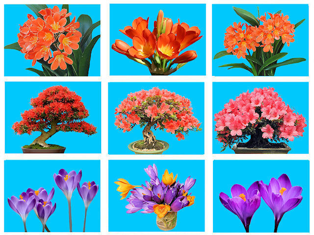 Z(016) 画像倉庫: maechan2