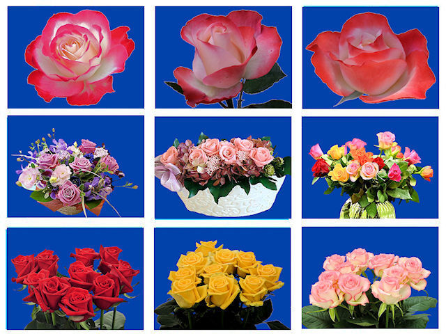 Z(018) 画像倉庫: maechan2