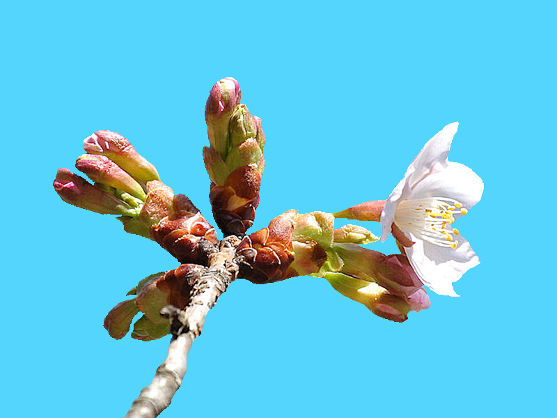 Z(019) 画像倉庫: maechan2