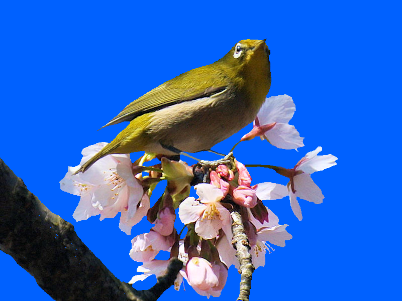 Z(020) 画像倉庫: maechan2