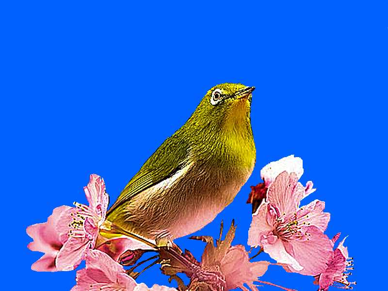 Z(020) 画像倉庫: maechan2