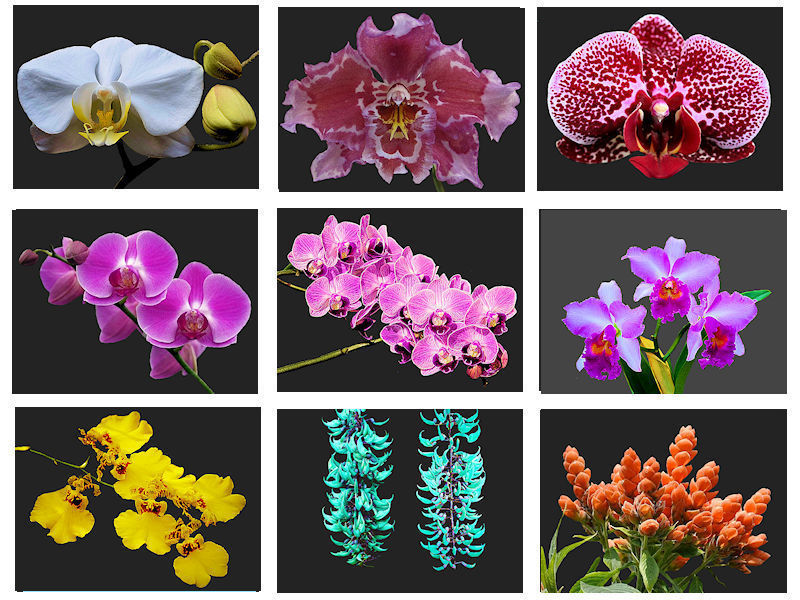 Z(021) 画像倉庫: maechan2