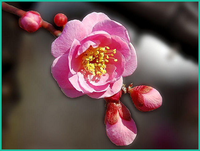 (01月)画像倉庫目次 Z(027): maechan2