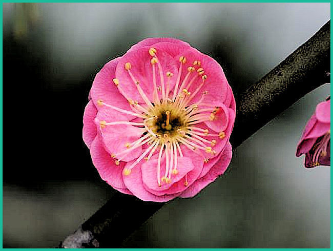 (02月)画像倉庫目次 Z(028): maechan2