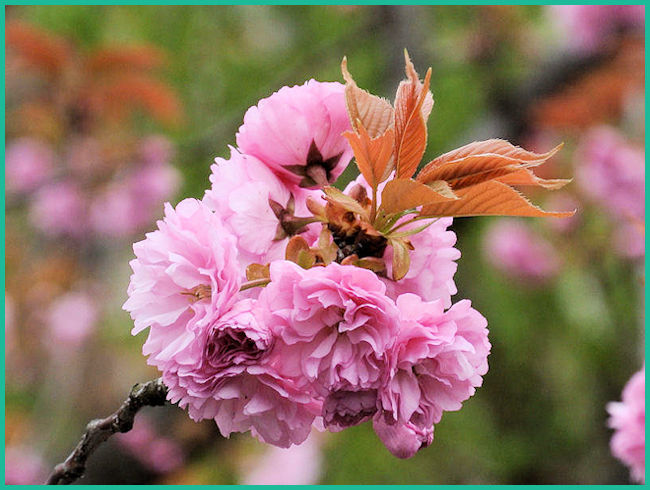 (04月)画像倉庫目次 Z(030): maechan2