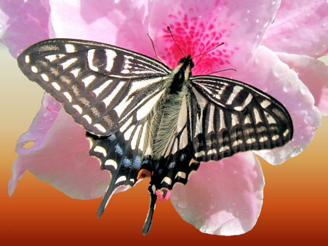 (04月)画像倉庫目次 Z(030): maechan2