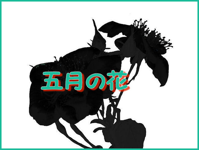 (05月)画像倉庫目次 Z(031): maechan2