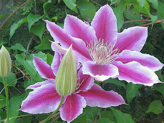 (05月)画像倉庫目次 Z(031): maechan2