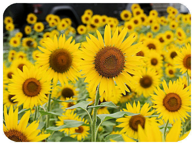 (08月)画像倉庫目次 Z(034): maechan2