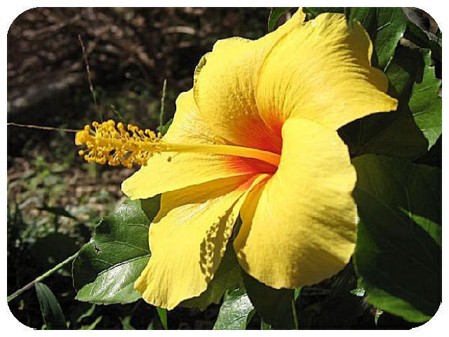 (08月)画像倉庫目次 Z(034): maechan2