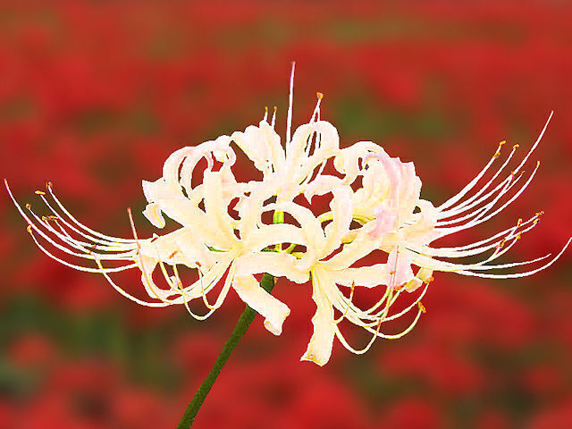 (09月)画像倉庫目次 Z(035): maechan2