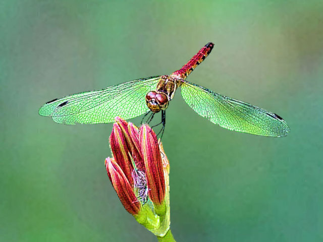 (09月)画像倉庫目次 Z(035): maechan2