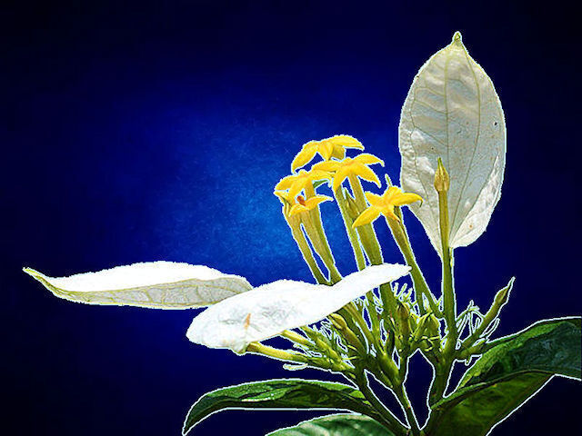 (09月)画像倉庫目次 Z(035): maechan2