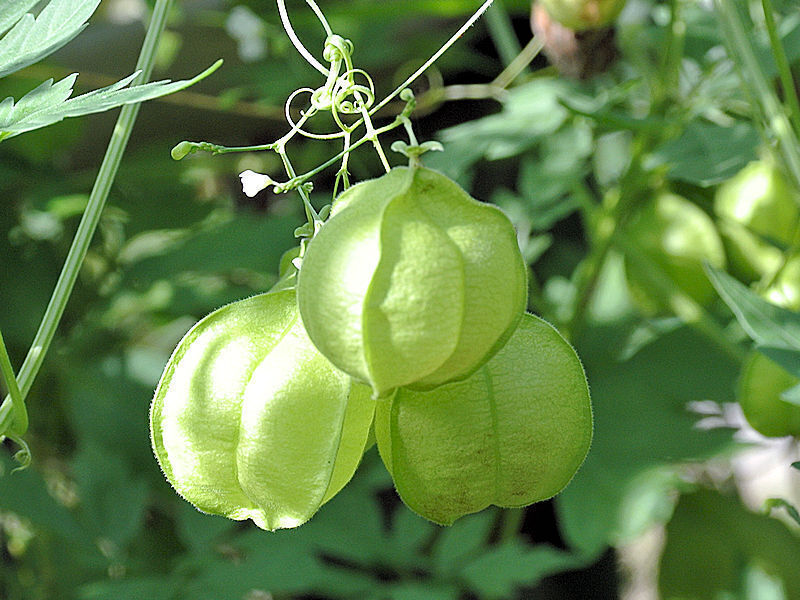 (09月)画像倉庫目次 Z(035): maechan2