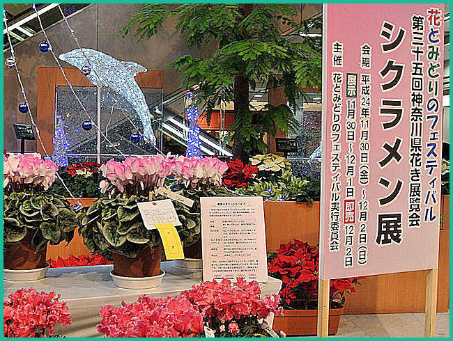 (12月)画像倉庫目次 Z(038): maechan2