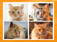 Z(040) 画像倉庫: maechan2