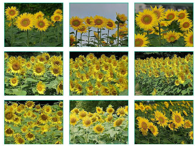 Z(045) 画像倉庫: maechan2