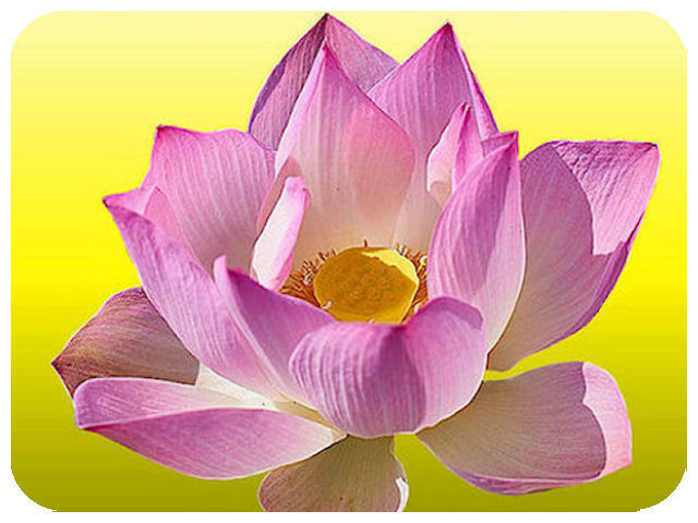 Z(050) 画像倉庫 ハス: maechan2