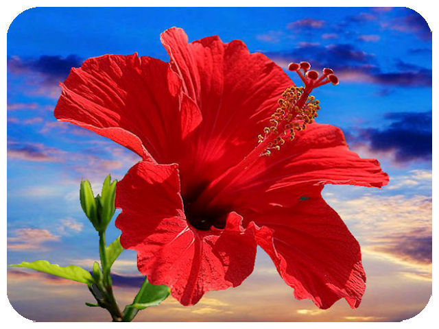 Z(051) 画像倉庫 : maechan2