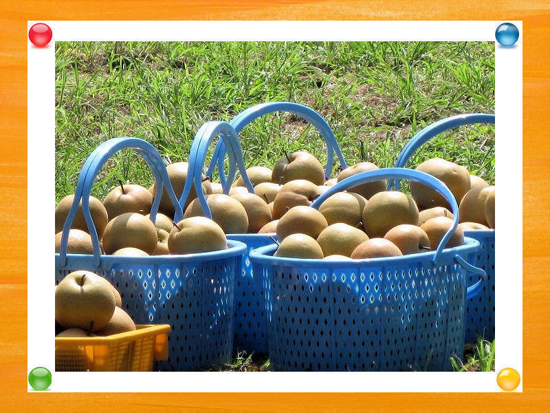 Z(061) 画像倉庫: maechan2