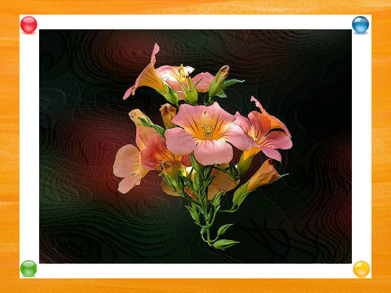 Z(066) 画像倉庫: maechan2