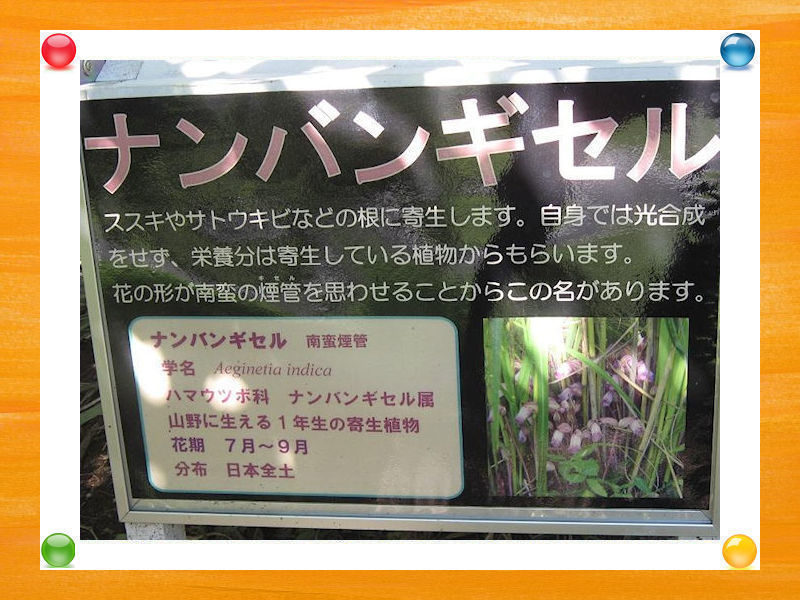 Z(067) 画像倉庫: maechan2