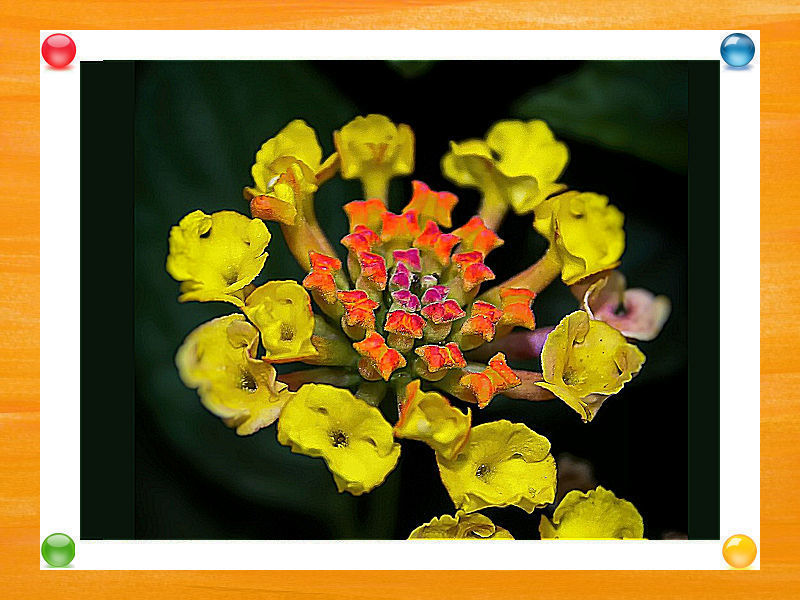 Z(068) 画像倉庫: maechan2