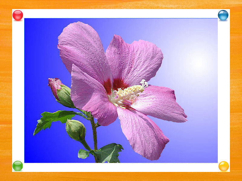 Z(069) 画像倉庫: maechan2