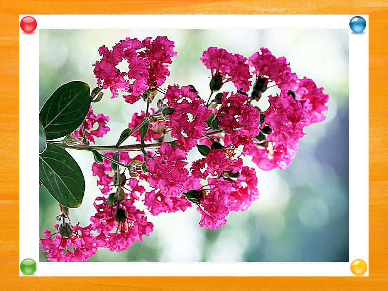 Z(070) 画像倉庫: maechan2