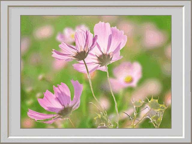 Z(076) 画像倉庫: maechan2