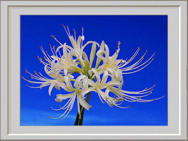 Z(078) 画像倉庫: maechan2