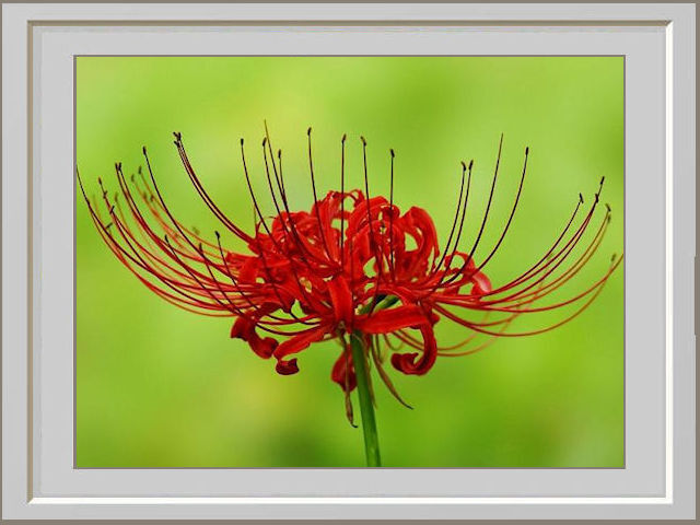 Z(078) 画像倉庫: maechan2