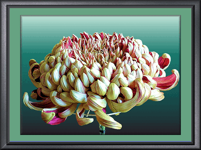 Z(080) 画像倉庫: maechan2