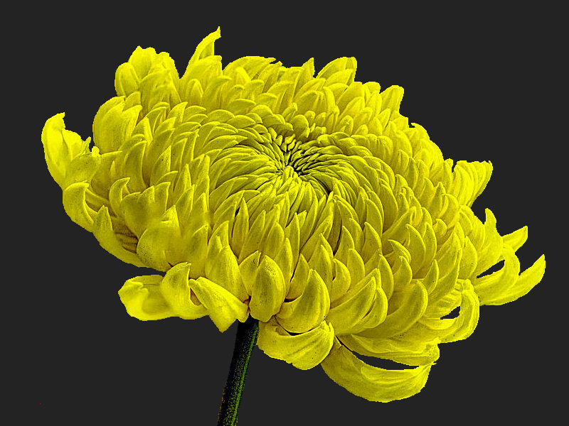 Z(081) 画像倉庫 PNG画像: maechan2