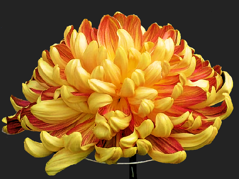 Z(082) 画像倉庫 PNG画像: maechan2