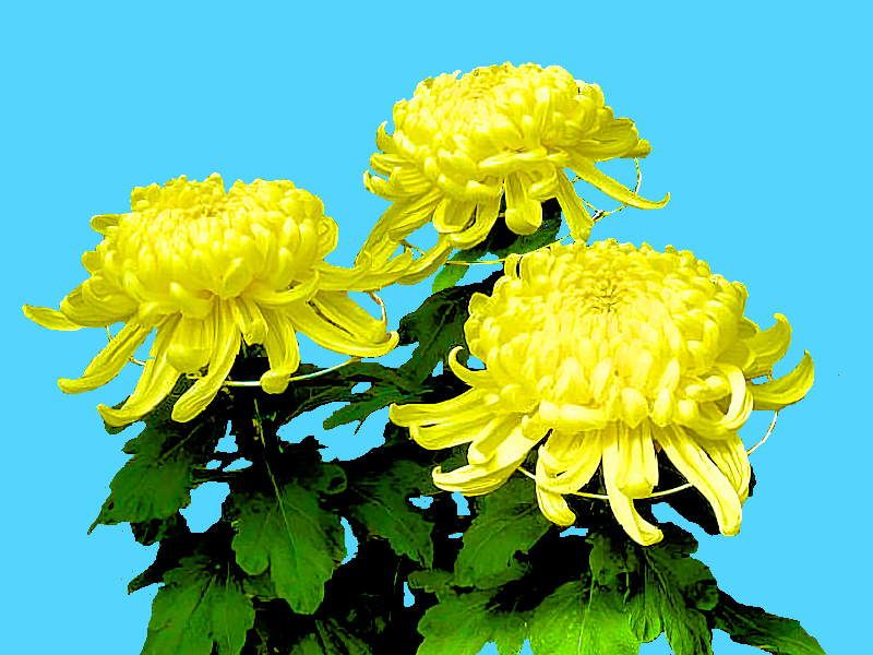 Z(086) 画像倉庫 PNG画像: maechan2